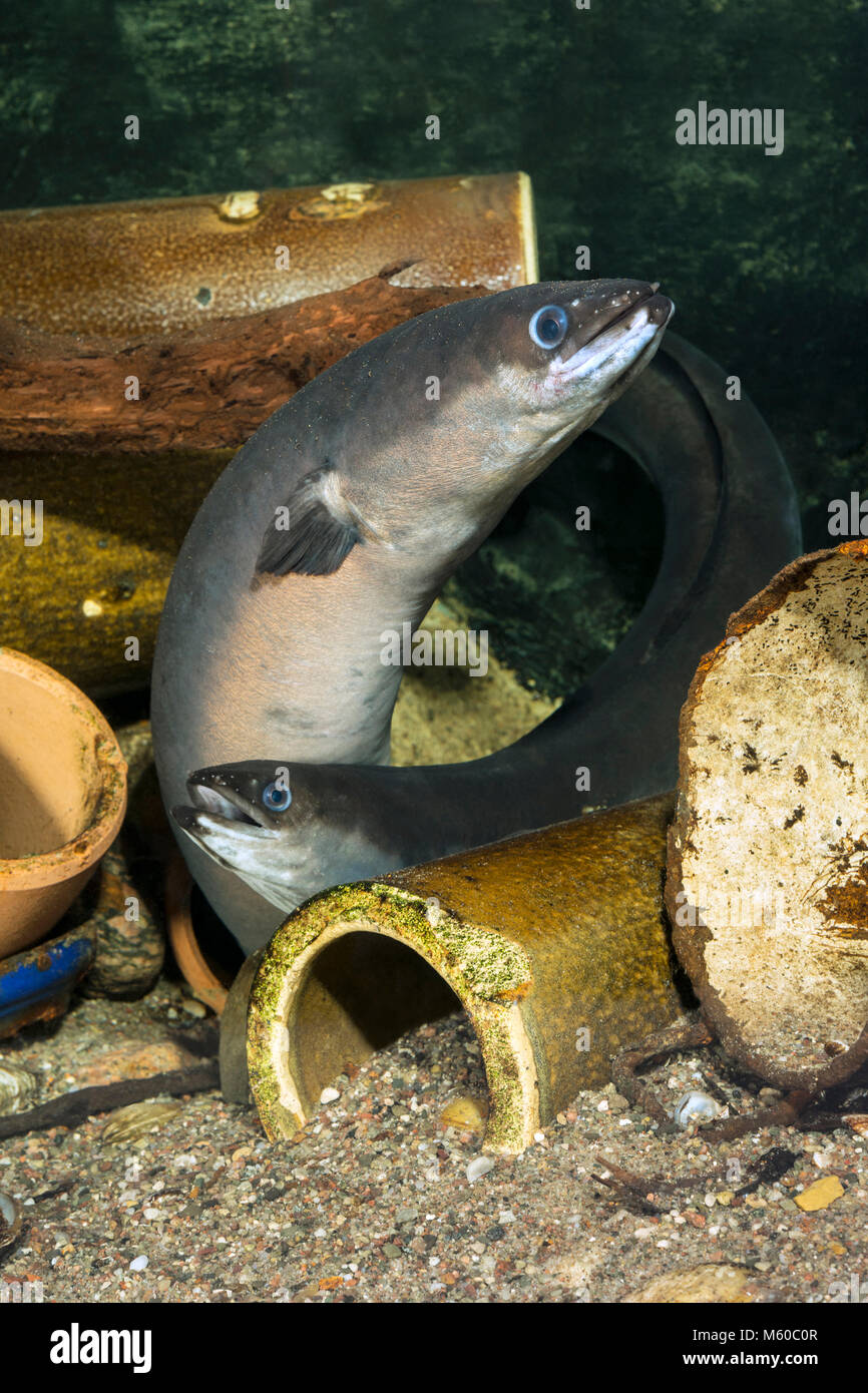 European eel hi-res stock photography and images - Alamy