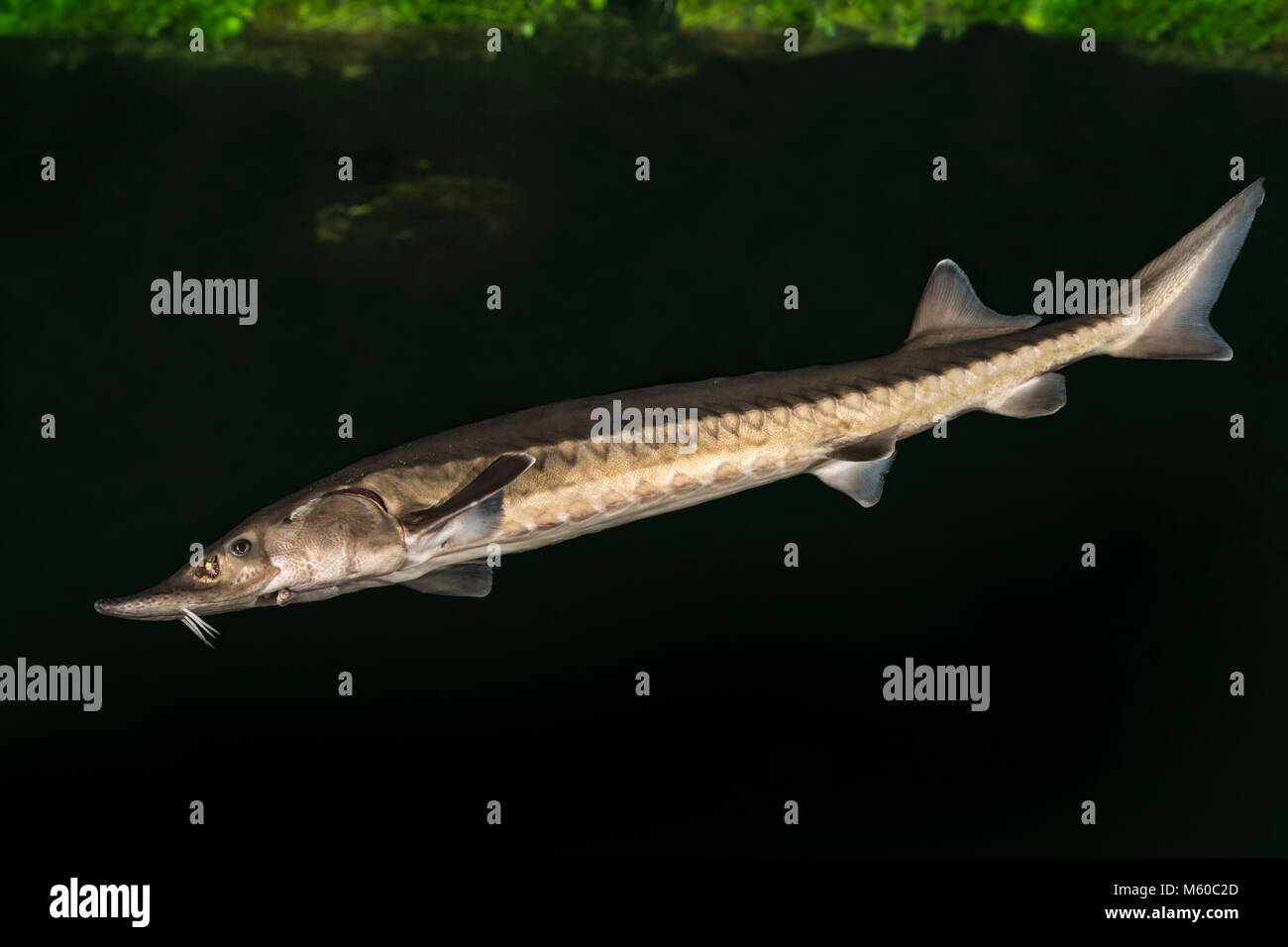 Common atlantic sturgeon hi-res stock photography and images - Alamy