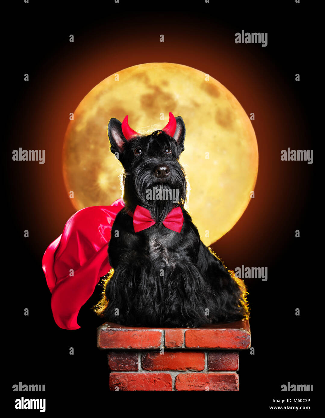Devil Black Dog High Resolution Stock Photography and Images - Alamy