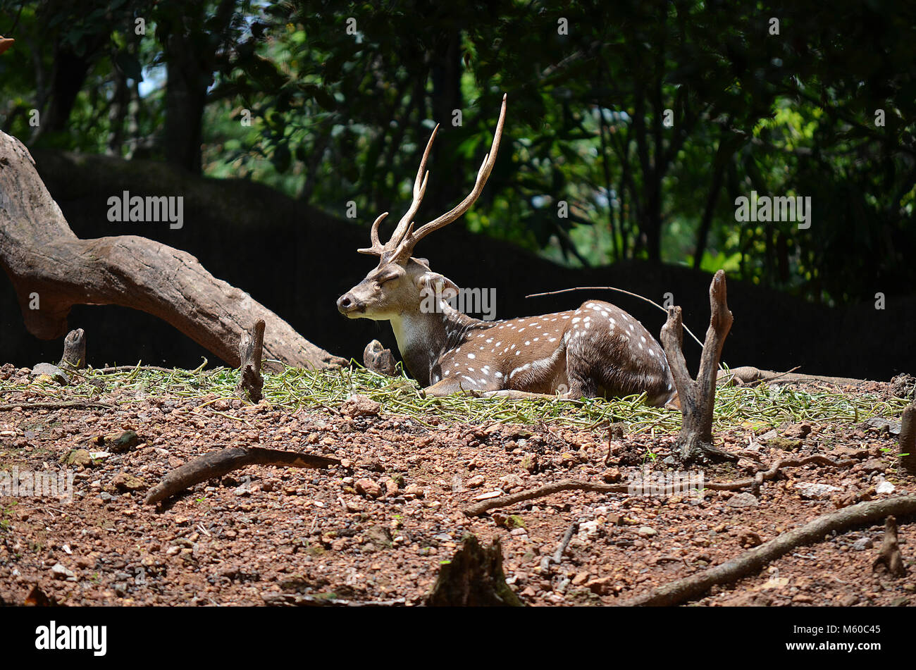 Male Spotted Deer - Chital Stock Photo - Alamy