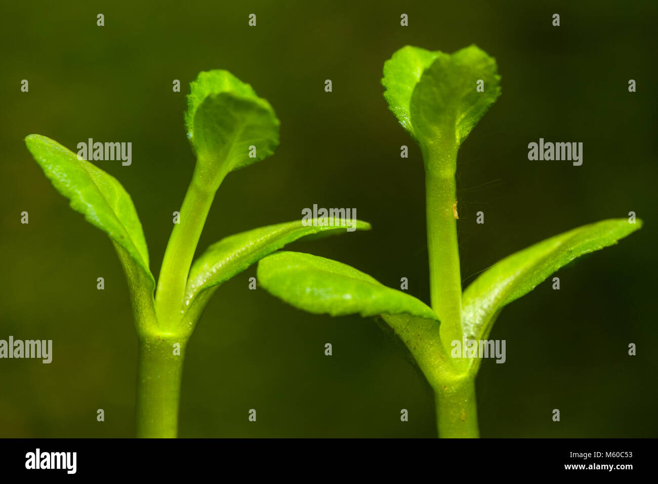 European speedwell, Brooklime (Veronica beccabunga). Stalks underwater ...