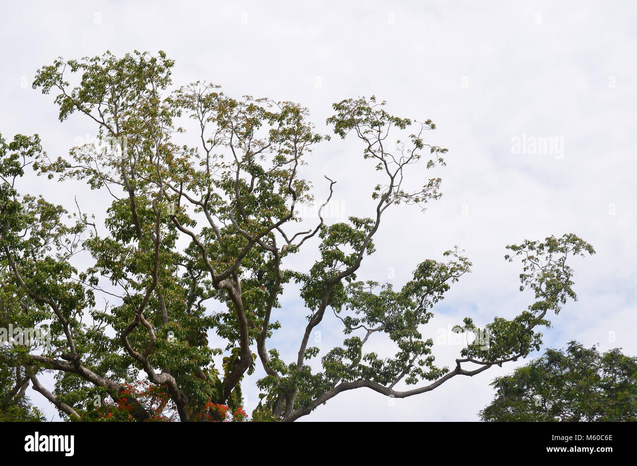 Grand Old Tree stretching out into the sky Stock Photo - Alamy