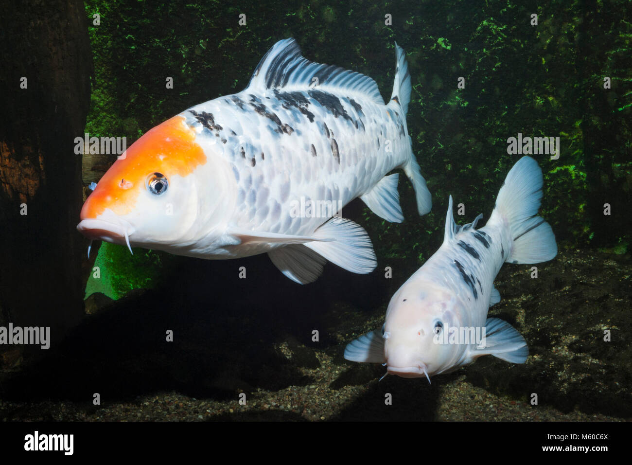 Koi Carp. Pair of fishes of different coloration swimming in a pool ...