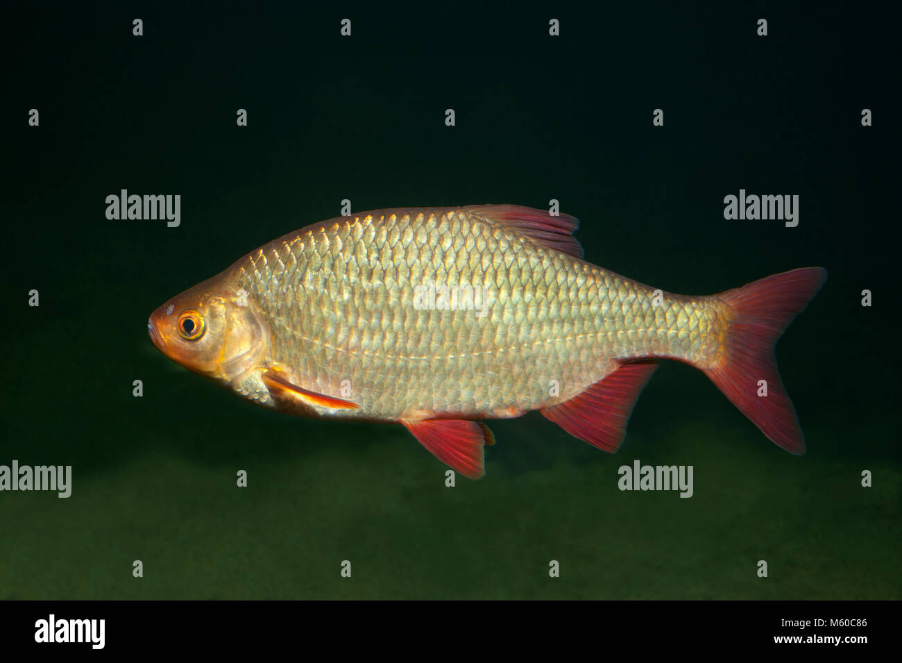 Common Rudd (Scardinius erythrophthalmus) under water. Germany Stock ...