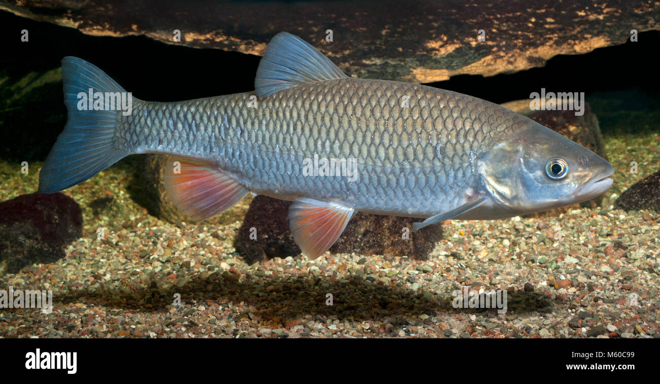 Leuciscus cephalus hi-res stock photography and images - Alamy