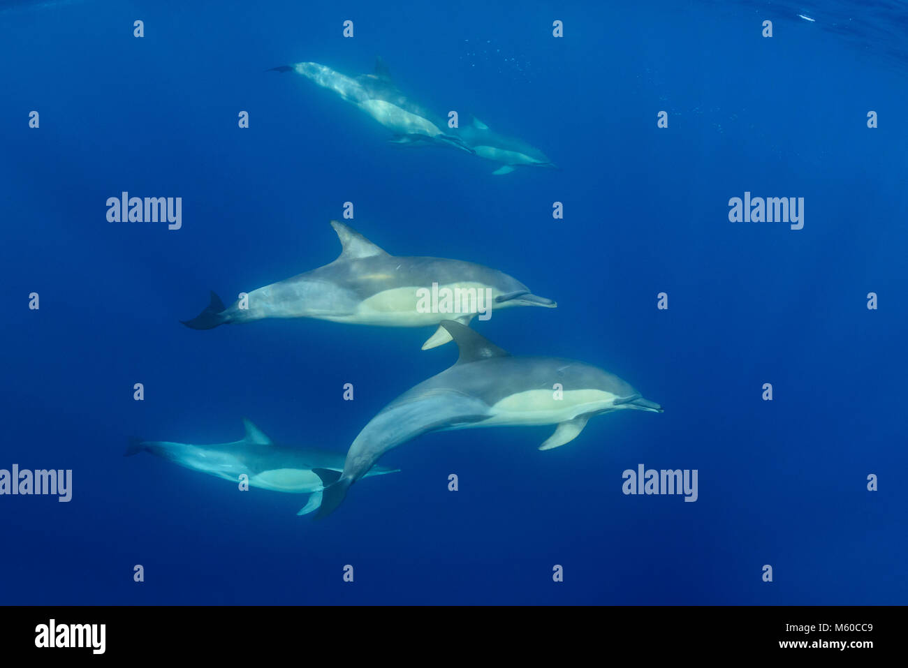 Long-beaked Common Dolphin (Delphinus capensis). Group swimming under ...