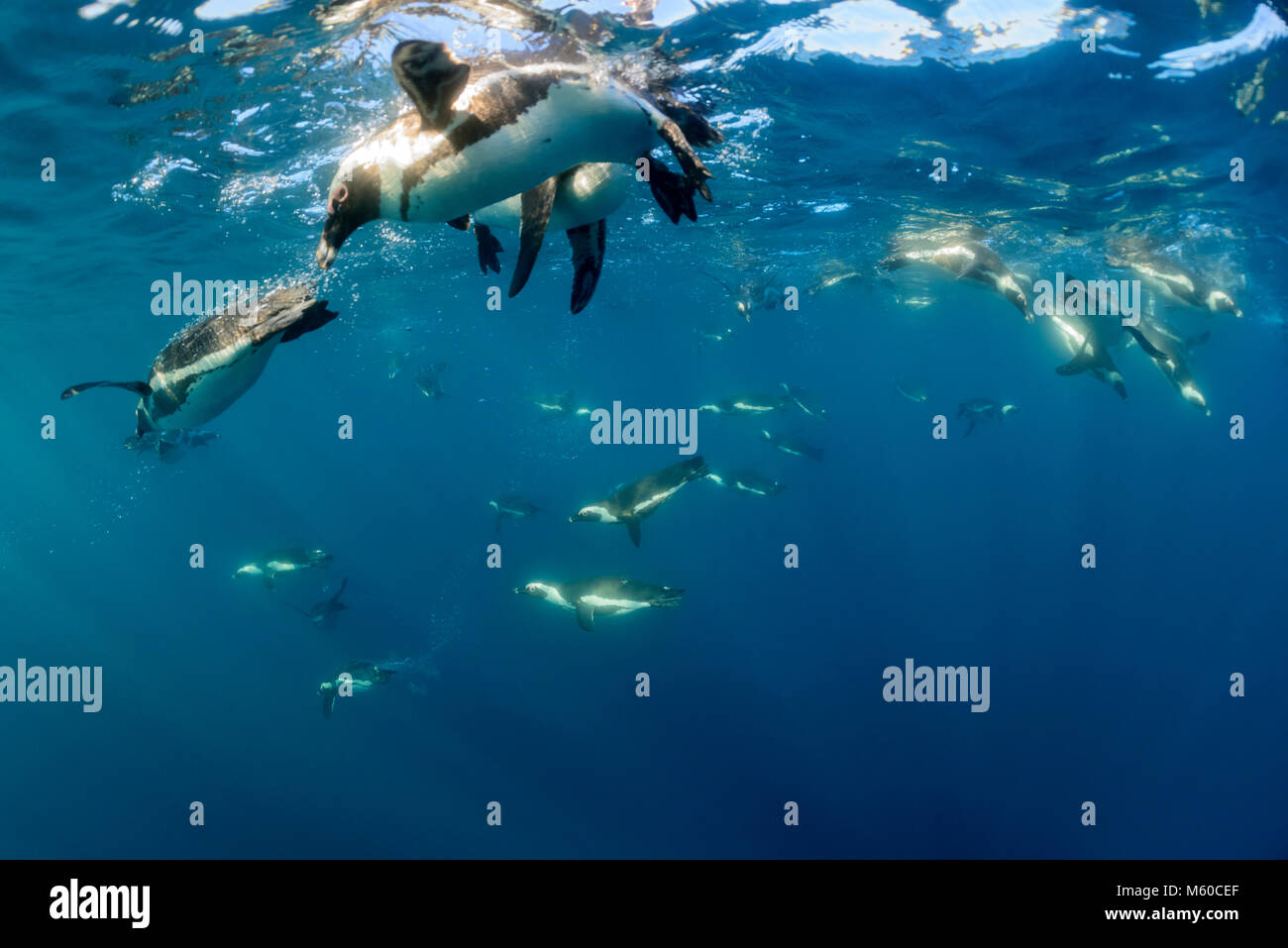 African Penguin (Spheniscus demersus). Group hunting under water. South ...