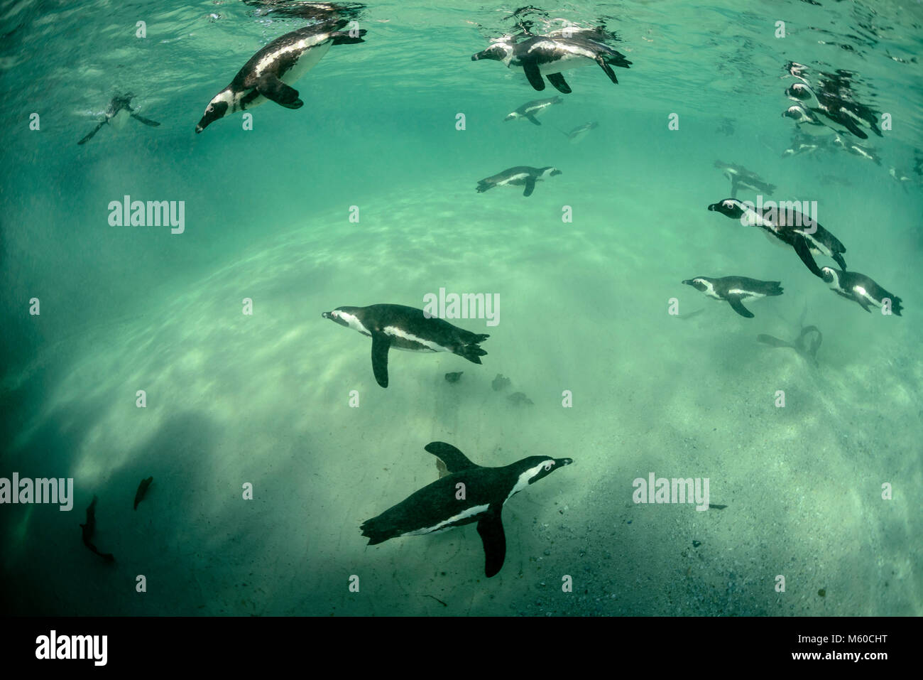 African Penguin (Spheniscus demersus). Group hunting under water ...