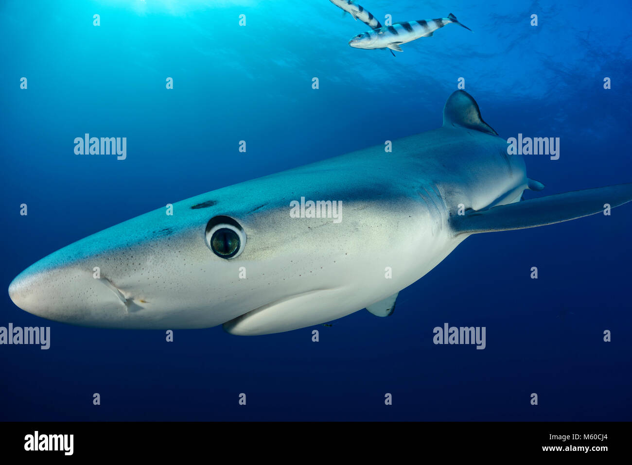 Blue Shark (Prionace glauca). Adult under water. Cape of Good Hope ...