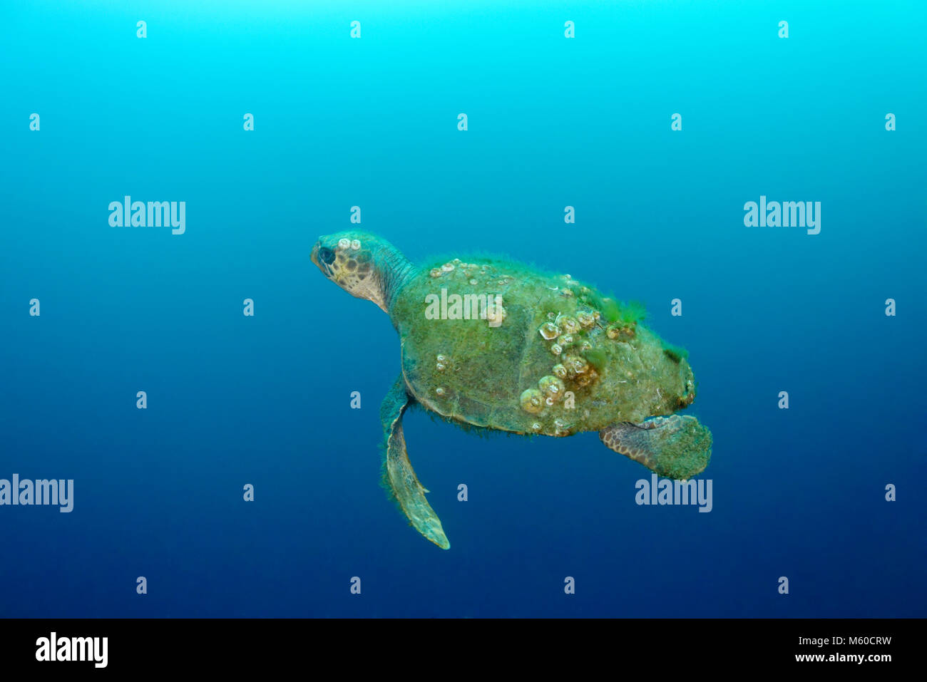 Turtle barnacle hi-res stock photography and images - Alamy