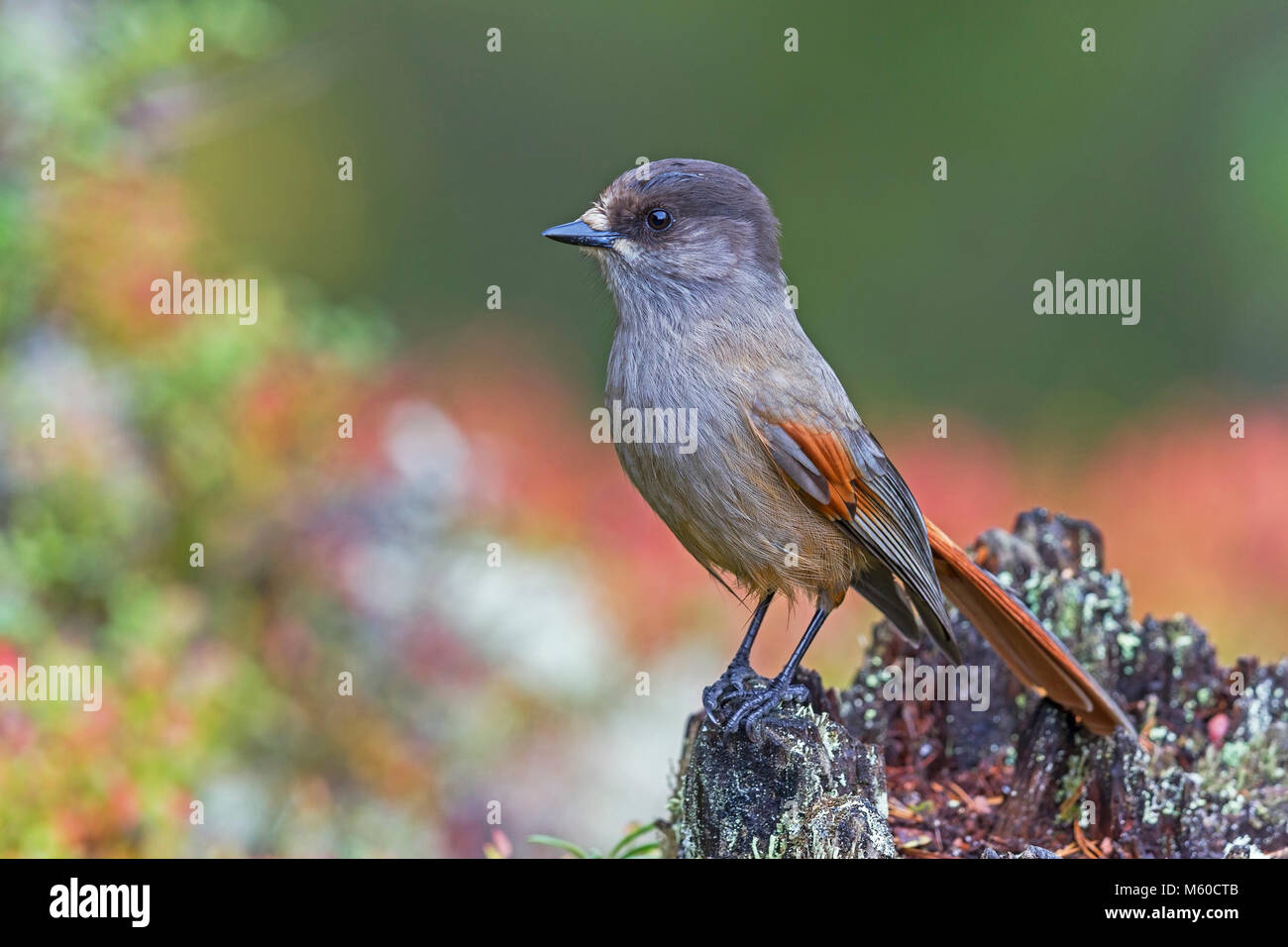 Siberian Jay (Perisoreus infaustus) standing on a tree stump. Sweden ...