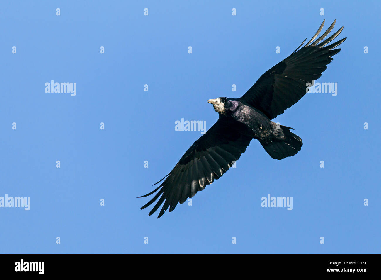 Rook (Corvus frugilegus) in flight, with full crop. Germany Stock Photo ...