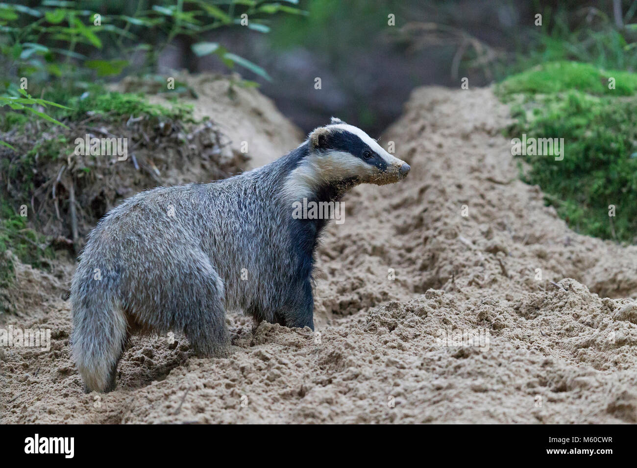 Badger digging hi-res stock photography and images - Alamy