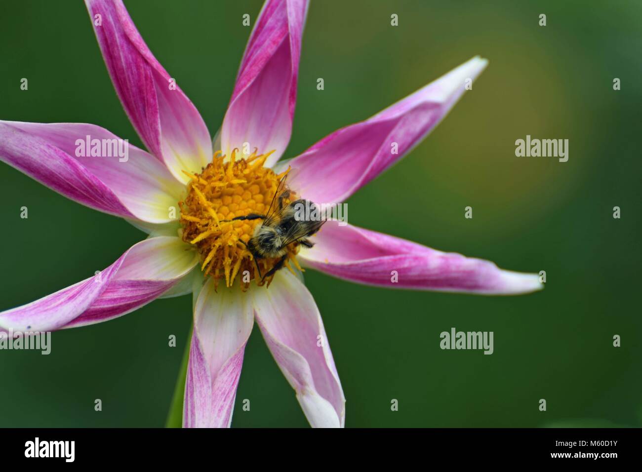 Bee on pink wild hi-res stock photography and images - Alamy