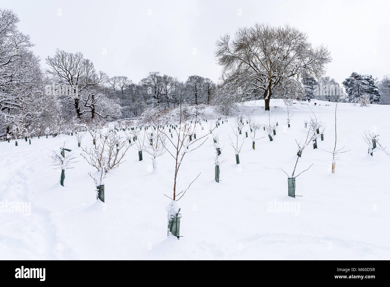 Frozen show covered trees hi-res stock photography and images - Alamy