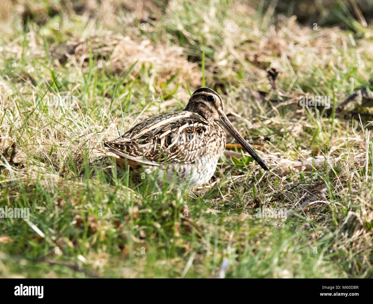Uk snipe bird flying common hi-res stock photography and images - Alamy