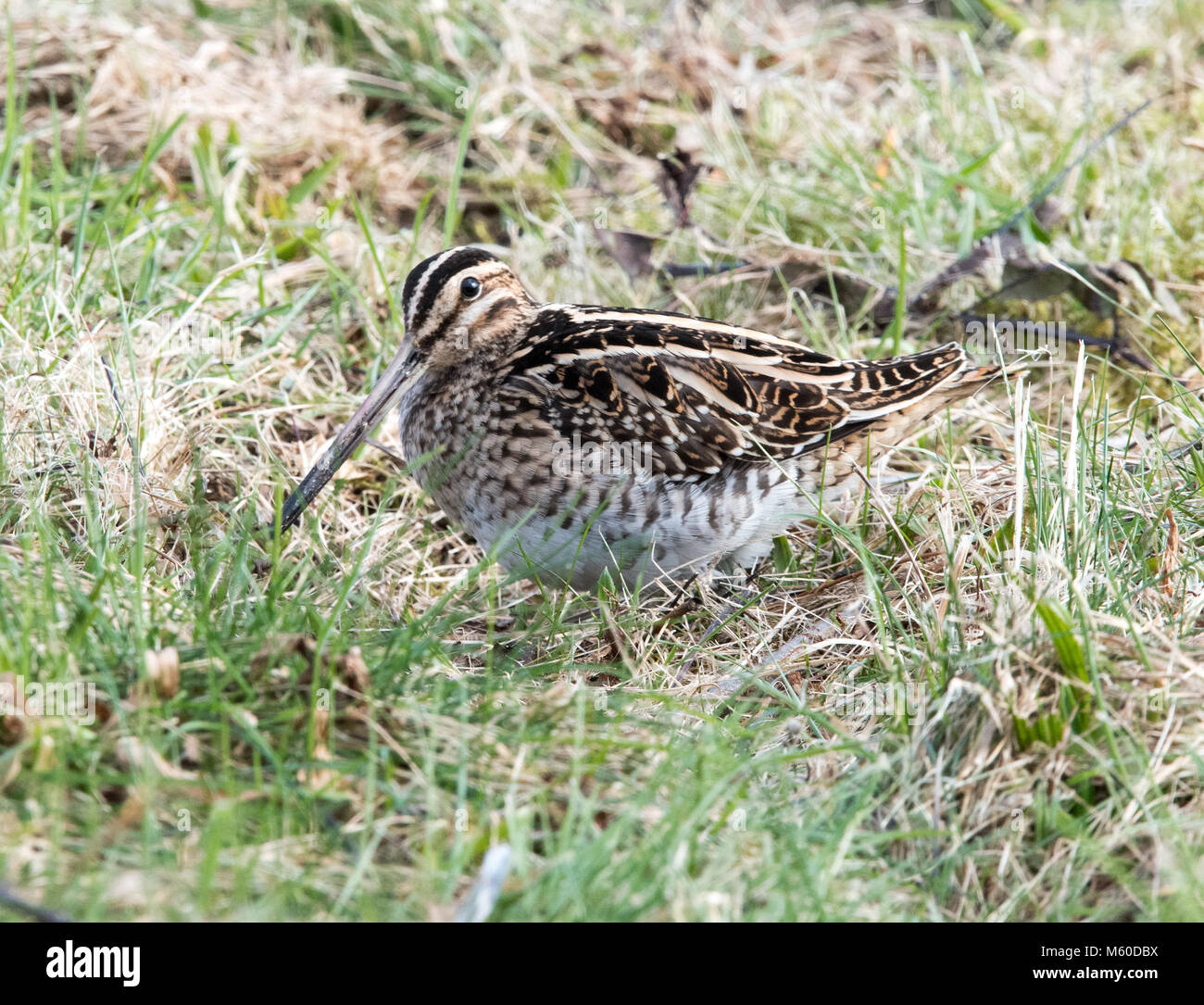 Uk snipe bird flying common hi-res stock photography and images - Alamy