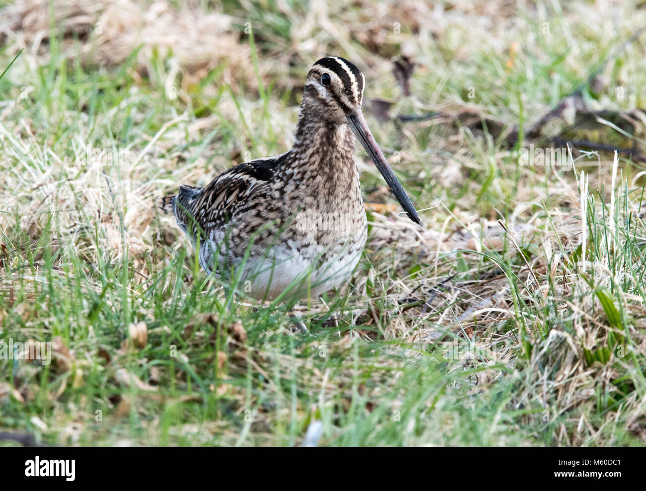 Gallinago gallinago flying bird hi-res stock photography and images - Alamy