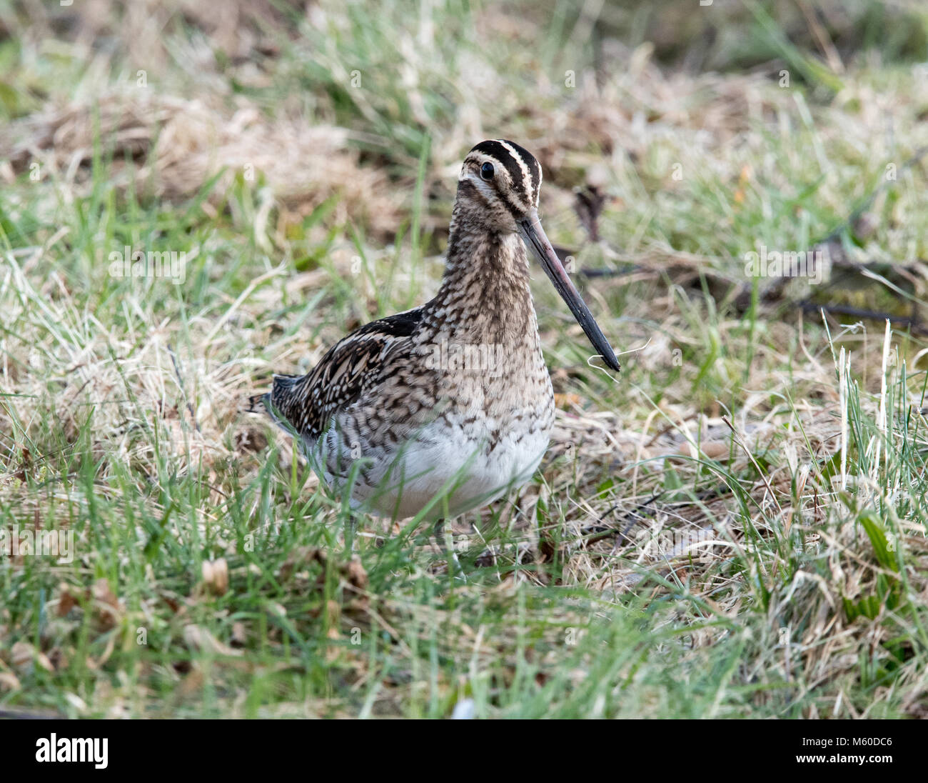 Uk snipe bird flying common hi-res stock photography and images - Alamy