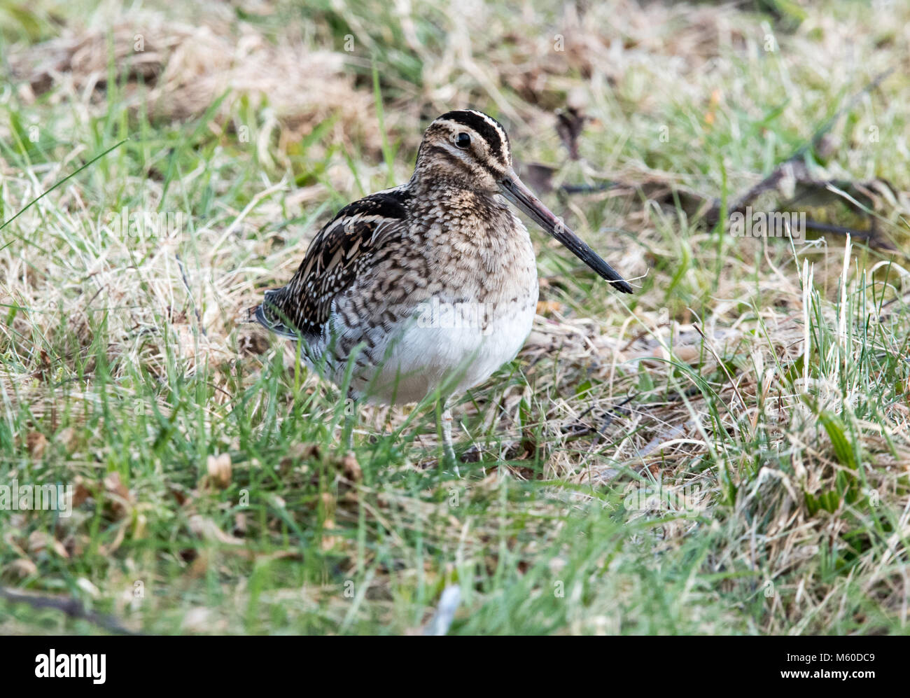 Uk snipe bird flying common hi-res stock photography and images - Alamy