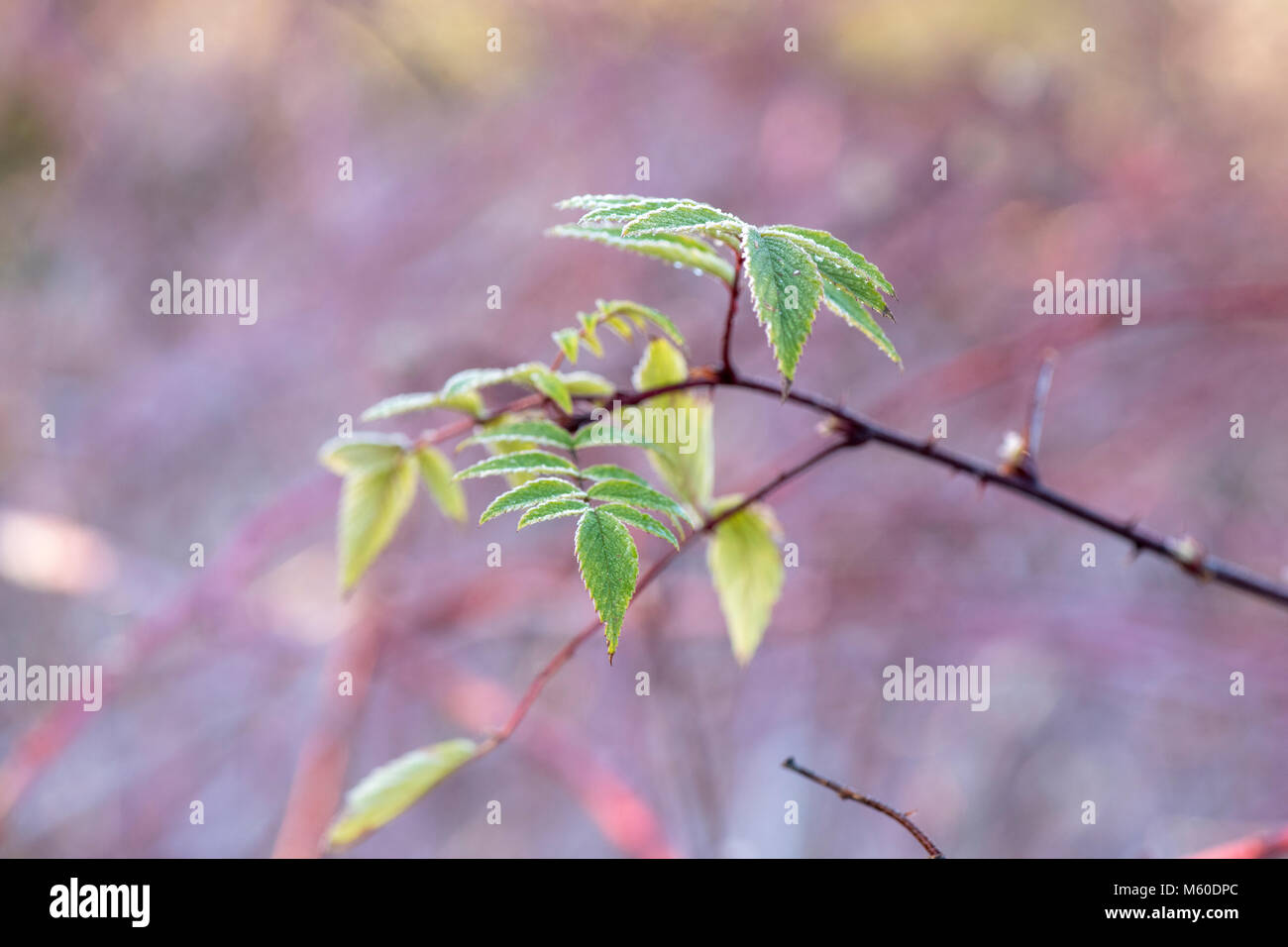 Rubus garden uk hi-res stock photography and images - Alamy