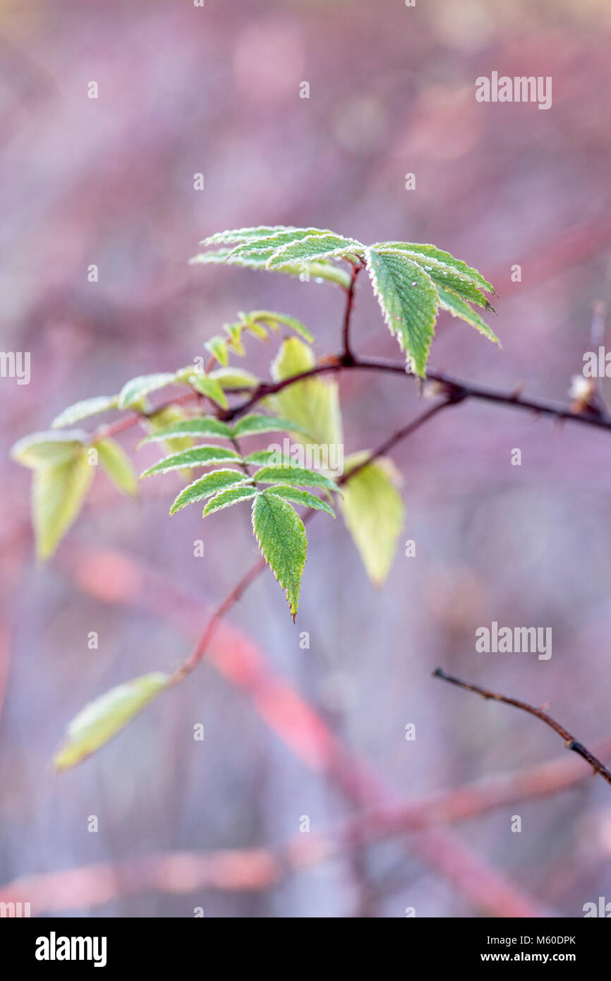 Rubus garden uk hi-res stock photography and images - Alamy