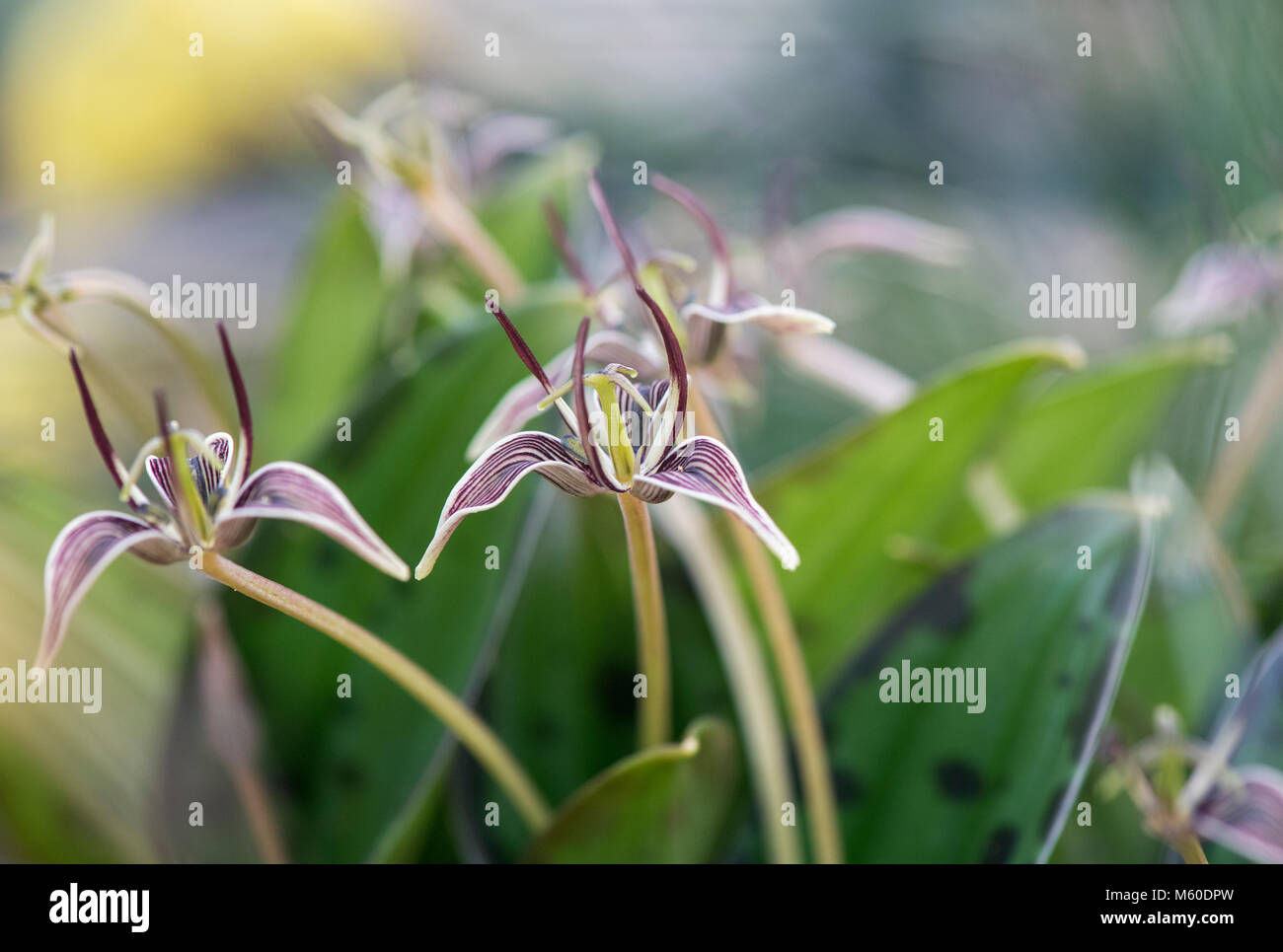 Scoliopus bigelovii. California fetid adders tongue flower Stock Photo ...