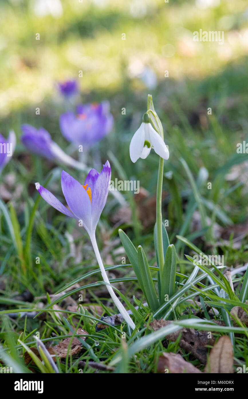 Purple Snowdrops Growing In Spring High Resolution Stock Photography ...