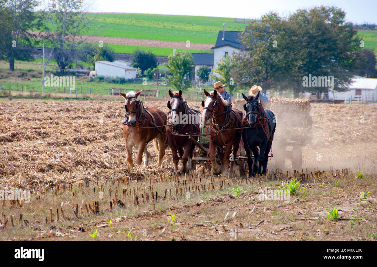 Horses pulling hay wagon hi-res stock photography and images - Alamy