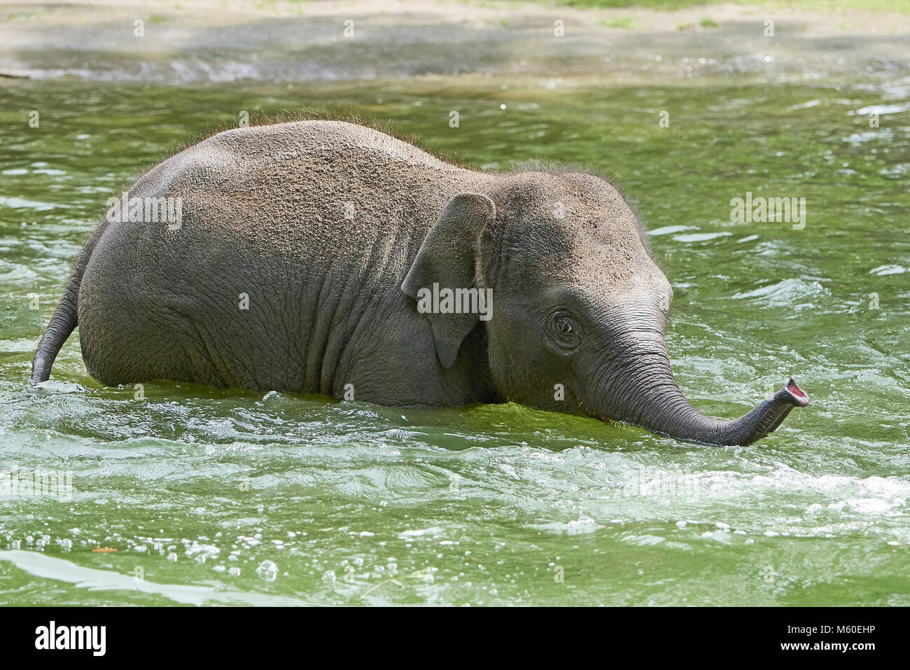 Litte baby elephant playing in water in its habitat Stock Photo - Alamy