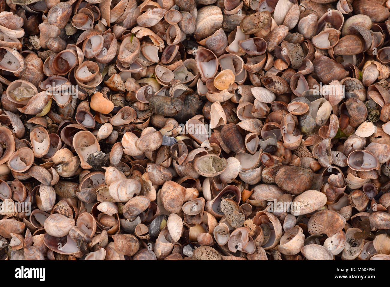 Closeup seashell abstract texture background Stock Photo - Alamy