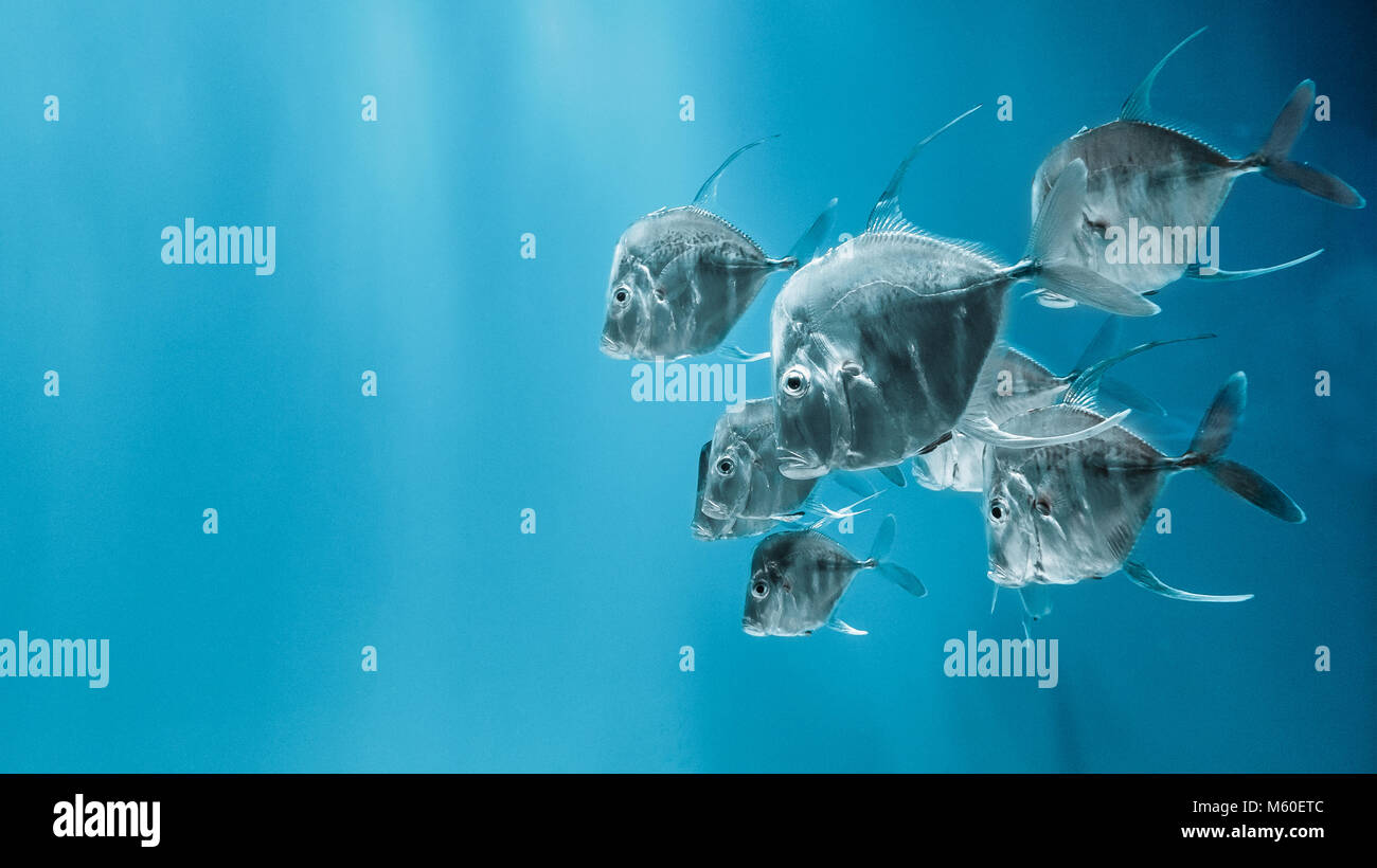 The lookdown fish swimming in the water. Selene vomer is a game fish of ...