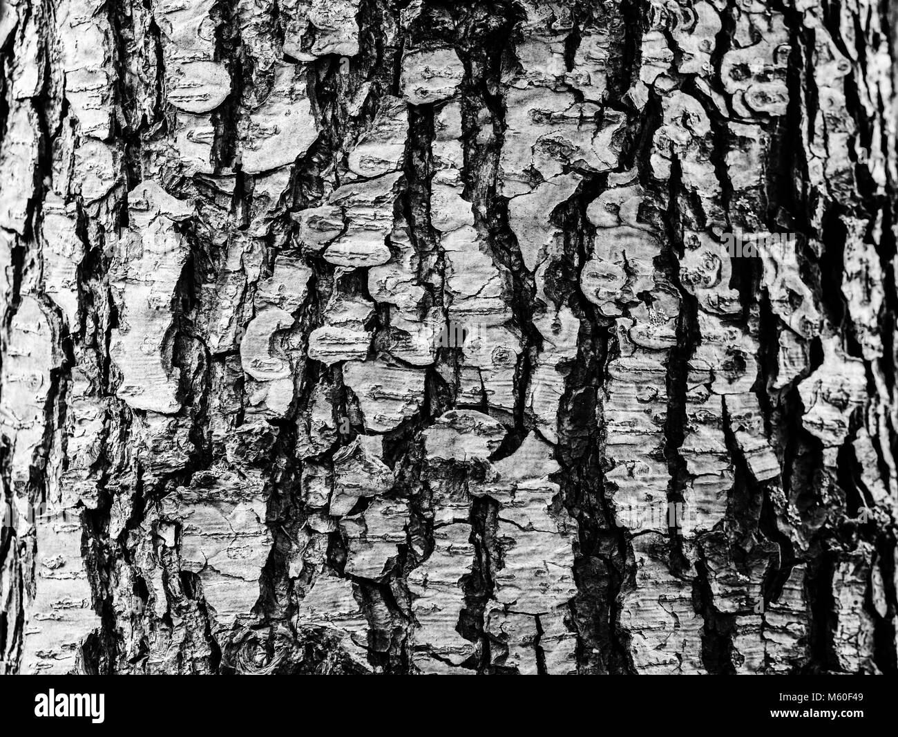 Seamless tileable wood texture Black and White Stock Photos & Images ...