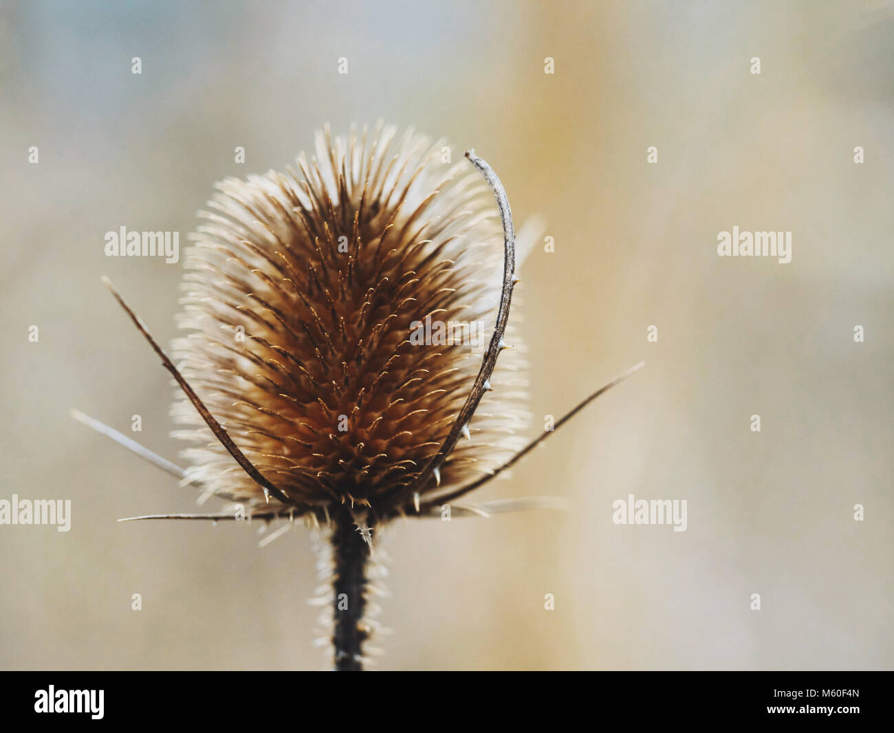 Teasel comb hi-res stock photography and images - Alamy
