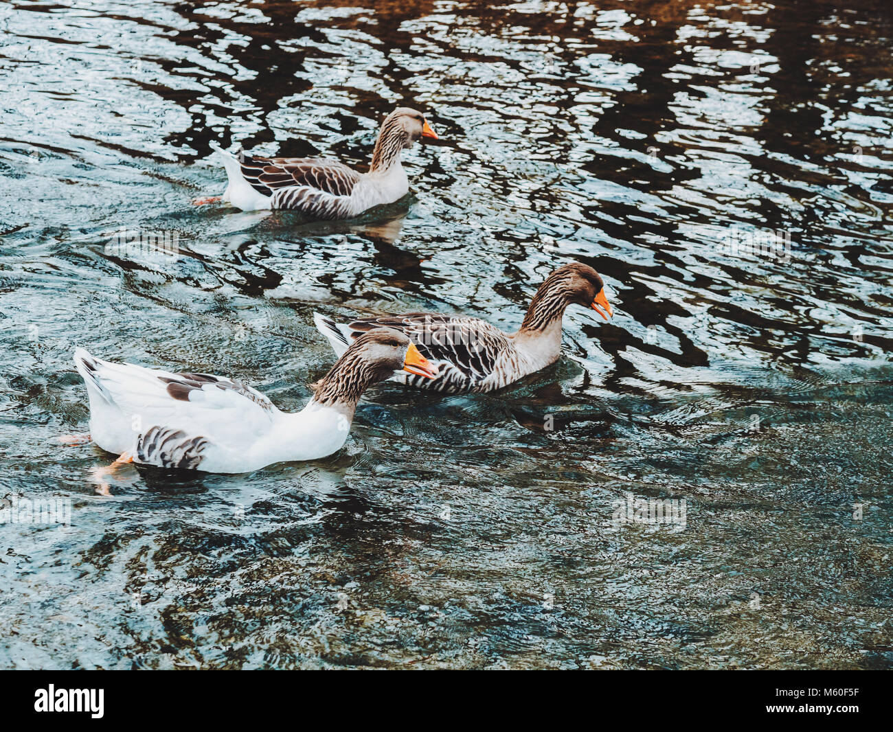 Different Domestic Goose swimming on the River Stock Photo - Alamy