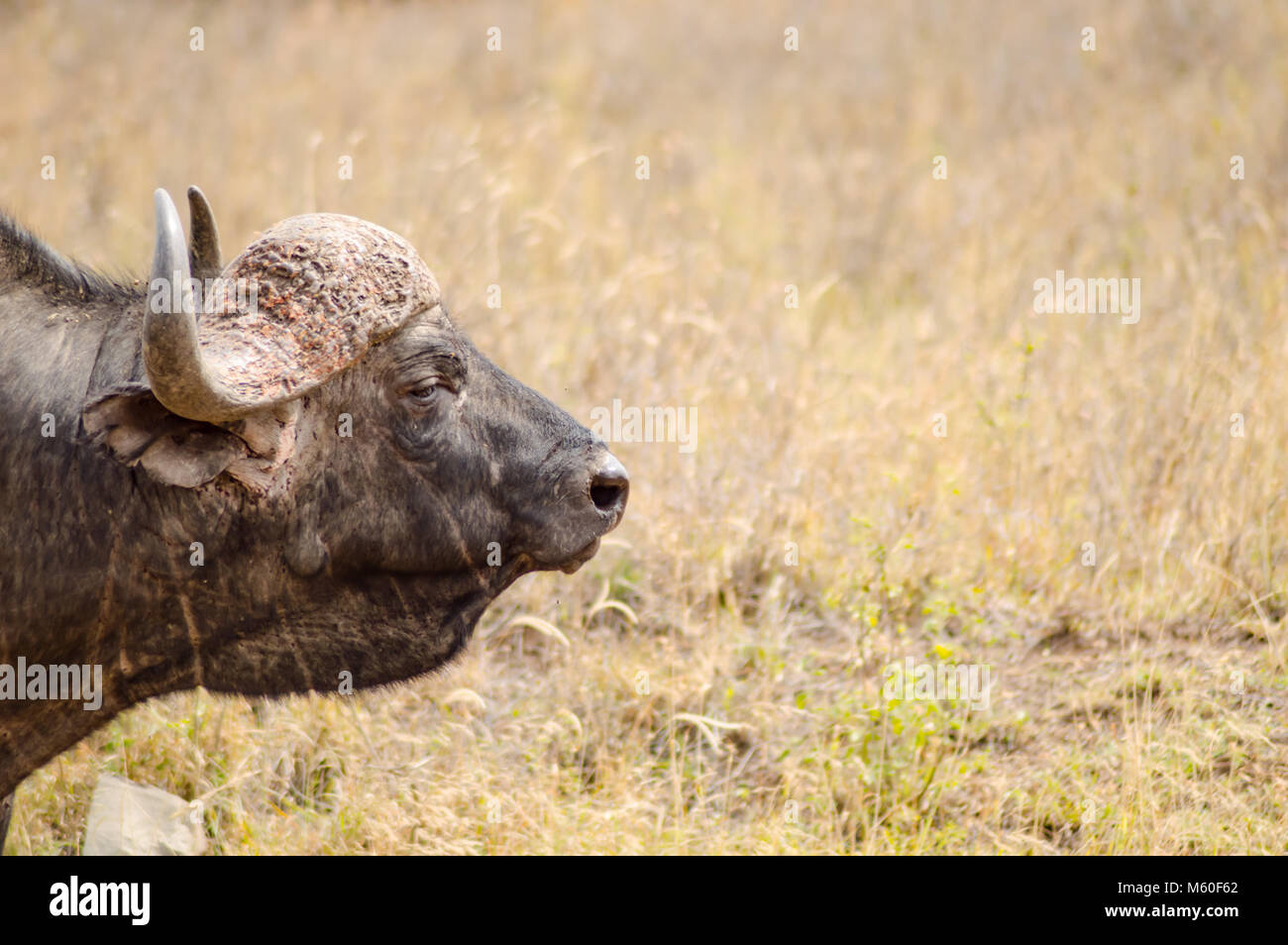 Isolated buffalo in the savannah countryside of Nairobi Park in Kenya ...