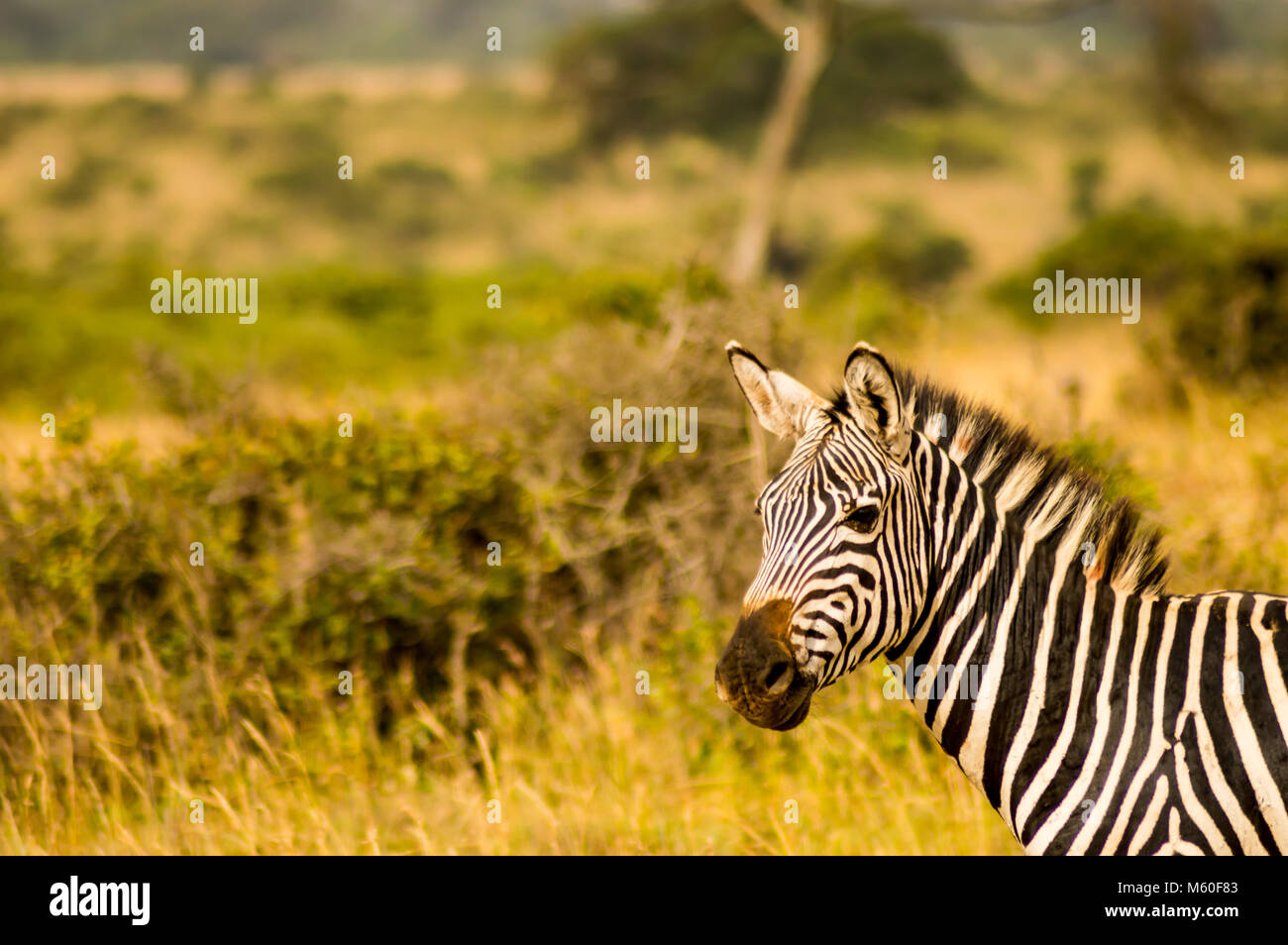 Isolated zebra in the savannah countryside of Nairobi Park in Kenya ...