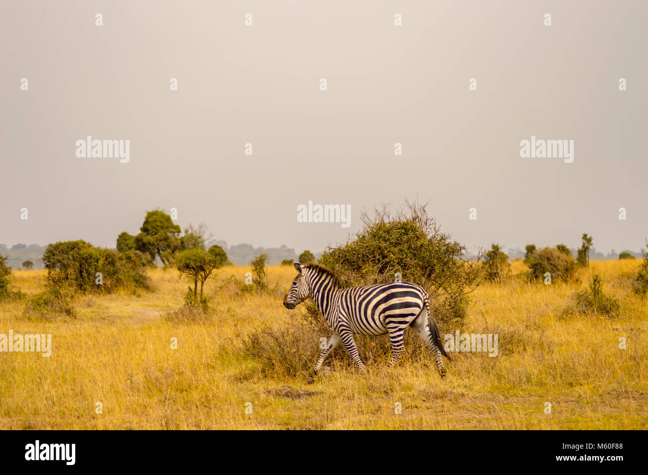 Isolated zebra in the savannah countryside of Nairobi Park in Kenya ...