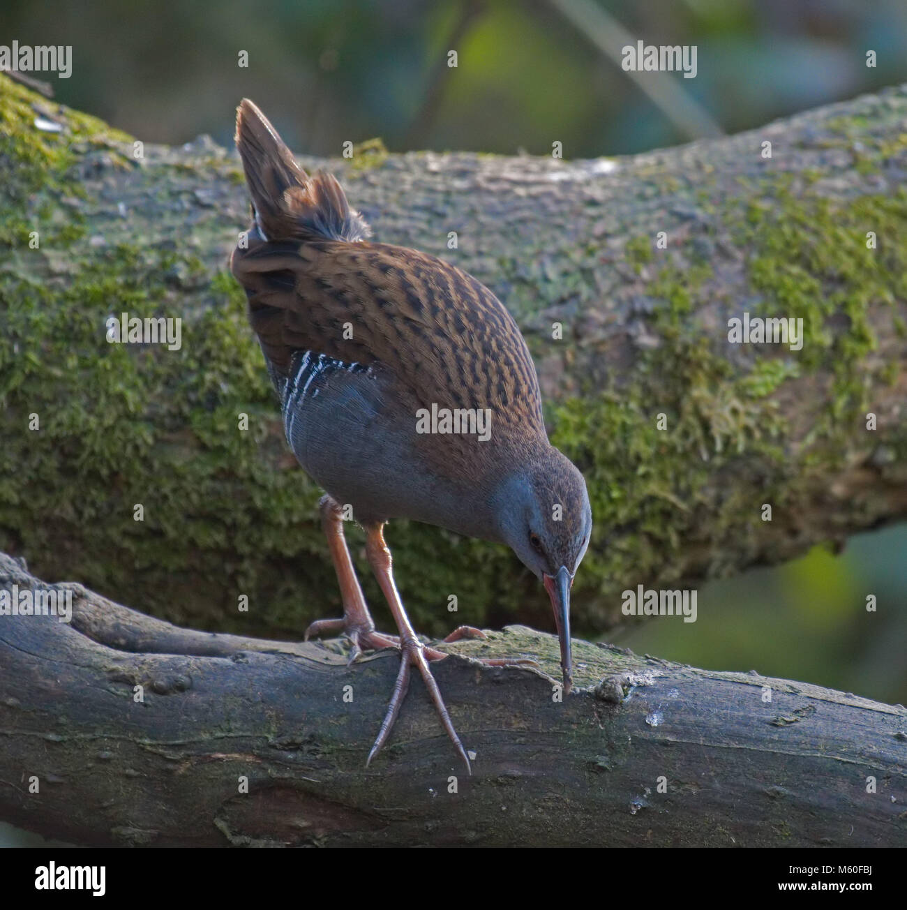 Waterail, Rallus aquaticus Stock Photo - Alamy
