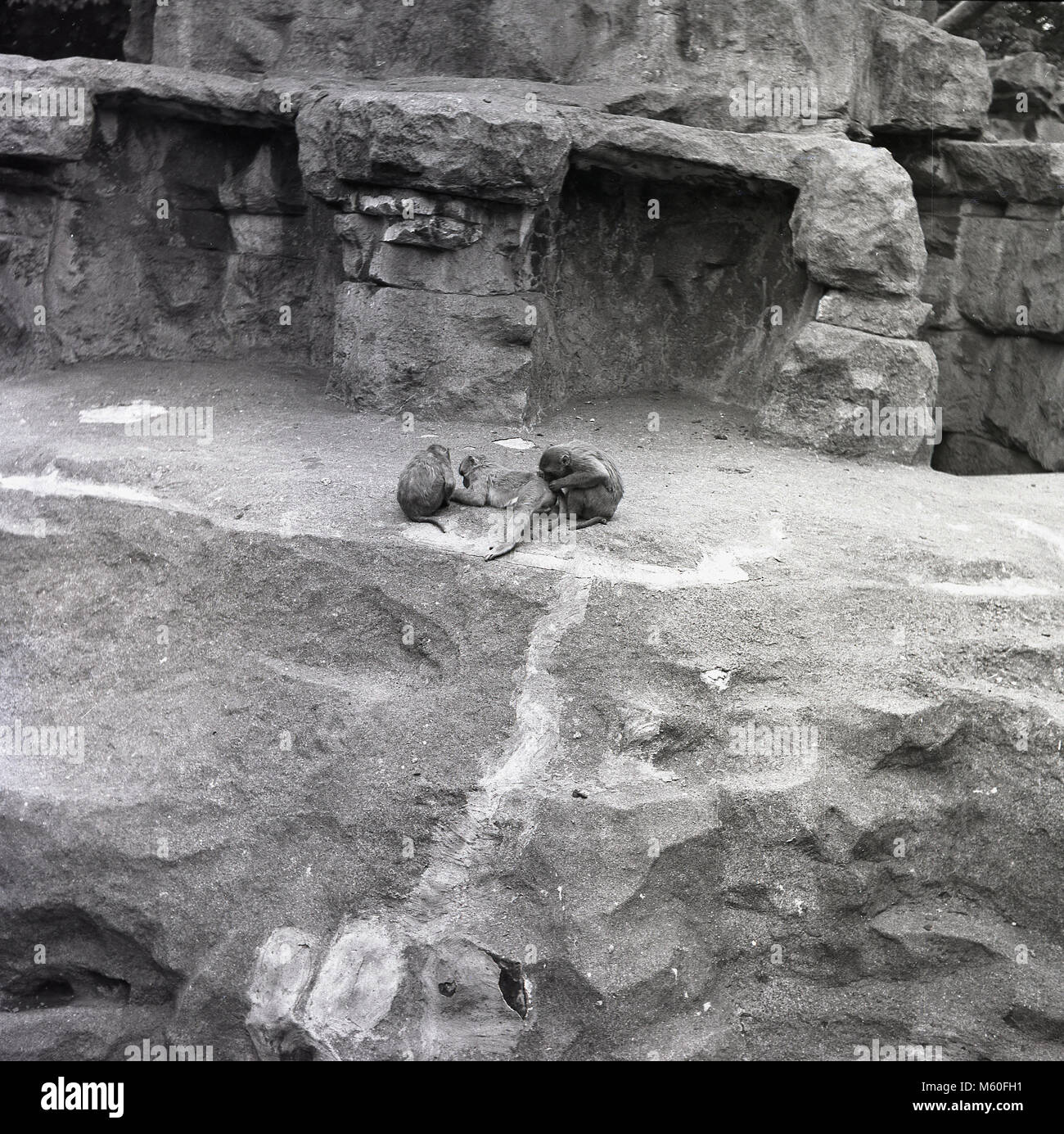 London zoo monkey hi-res stock photography and images - Alamy