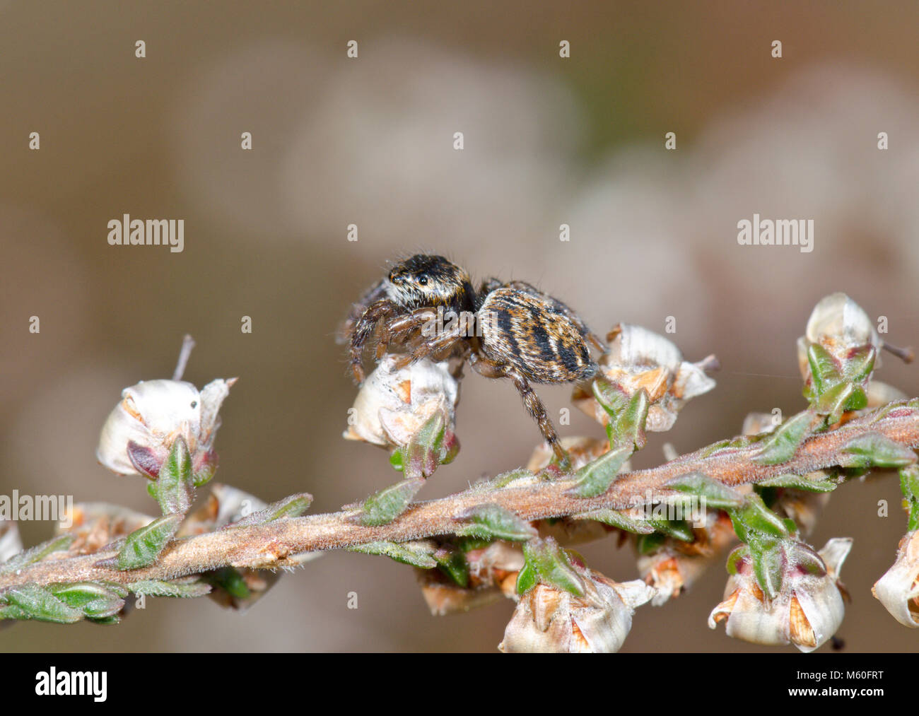 A Female Bowed Jumper (Evarcha arcuata), Jumping Spider, Salticidae ...