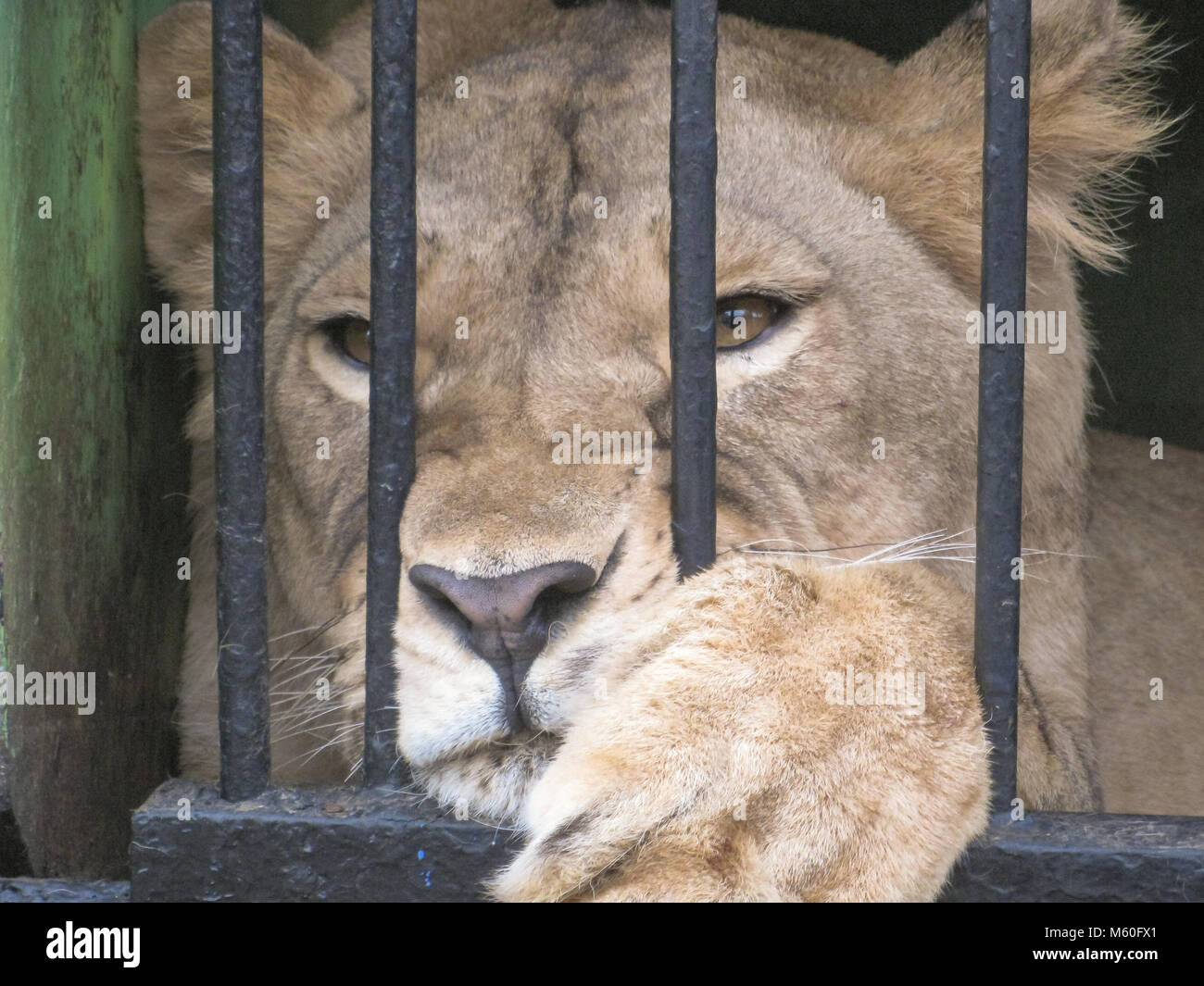 lion in a cage going to the zoo animal in captivity Stock Photo - Alamy