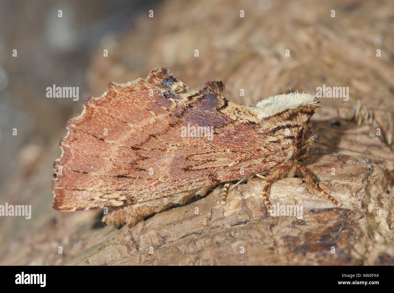 Prominent moth hi-res stock photography and images - Alamy