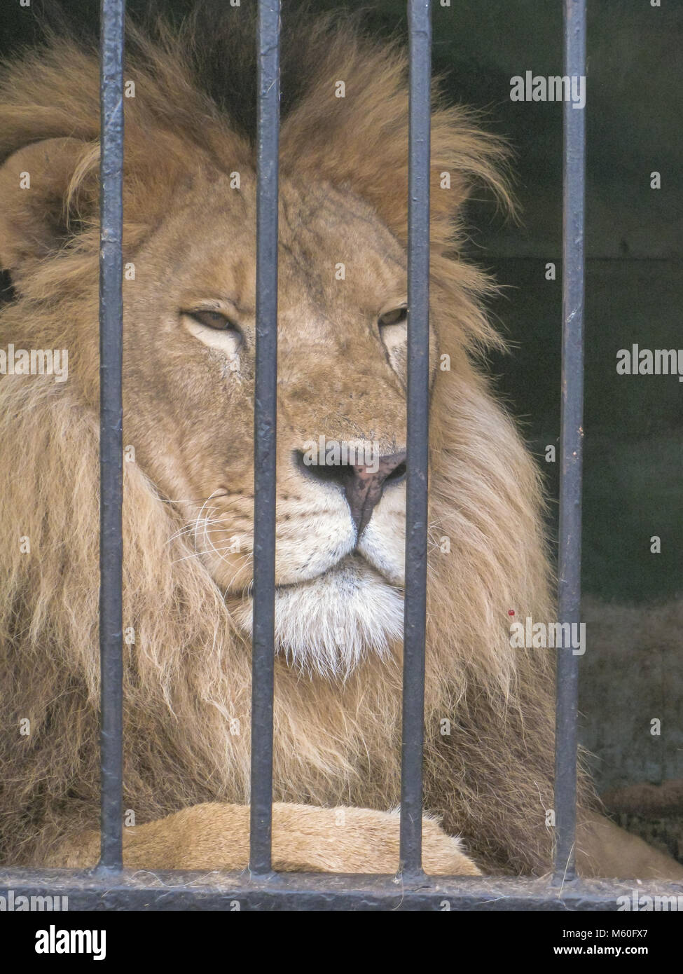 lion in a cage going to the zoo animal in captivity Stock Photo - Alamy