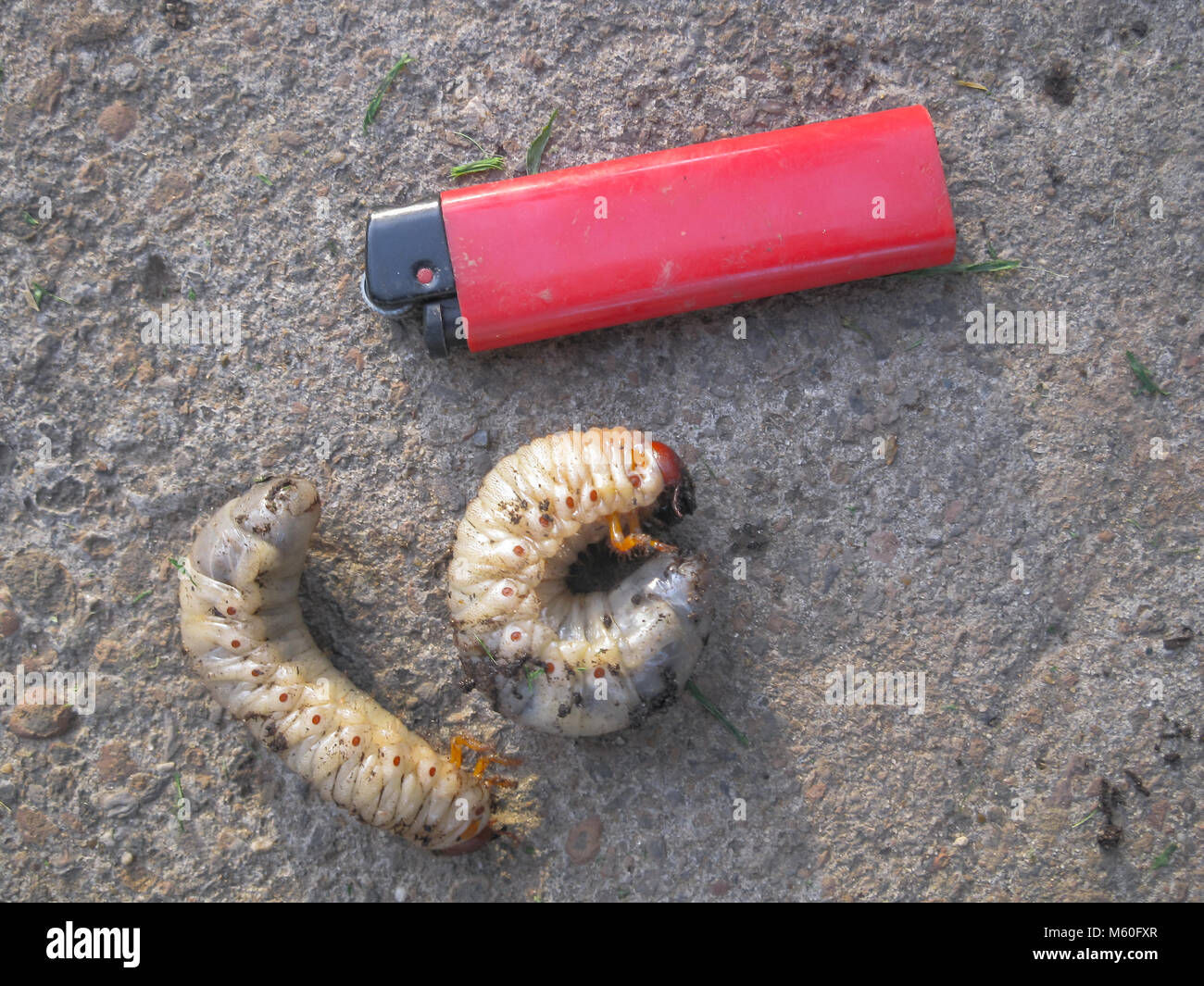 Big red worms hi-res stock photography and images - Alamy