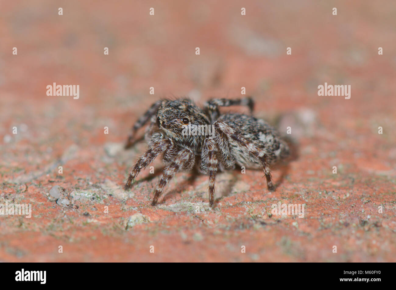 A Downy Jumper (Sitticus pubescens) Female Jumping Spider in Sussex, UK ...