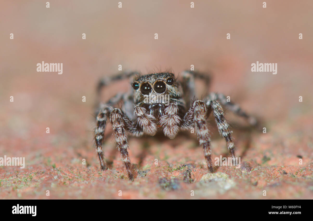 A Downy Jumper (Sitticus pubescens) Female Jumping Spider in Sussex, UK ...