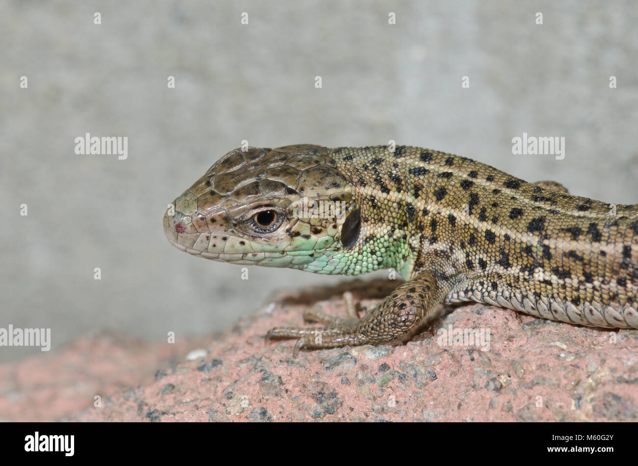 Lacerta strigata hi-res stock photography and images - Alamy
