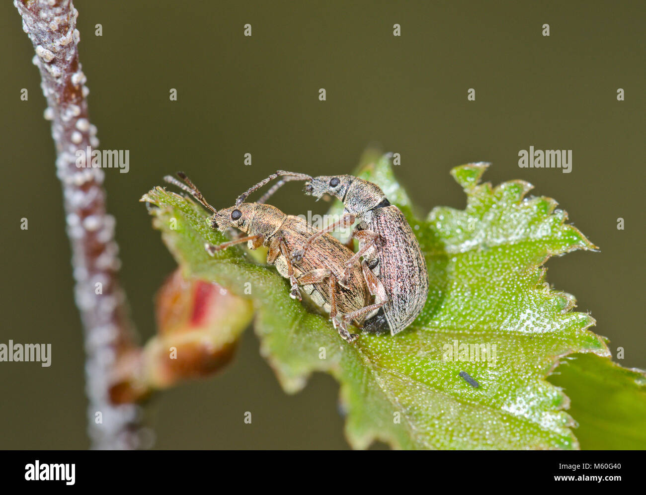 Weevils hi-res stock photography and images - Alamy