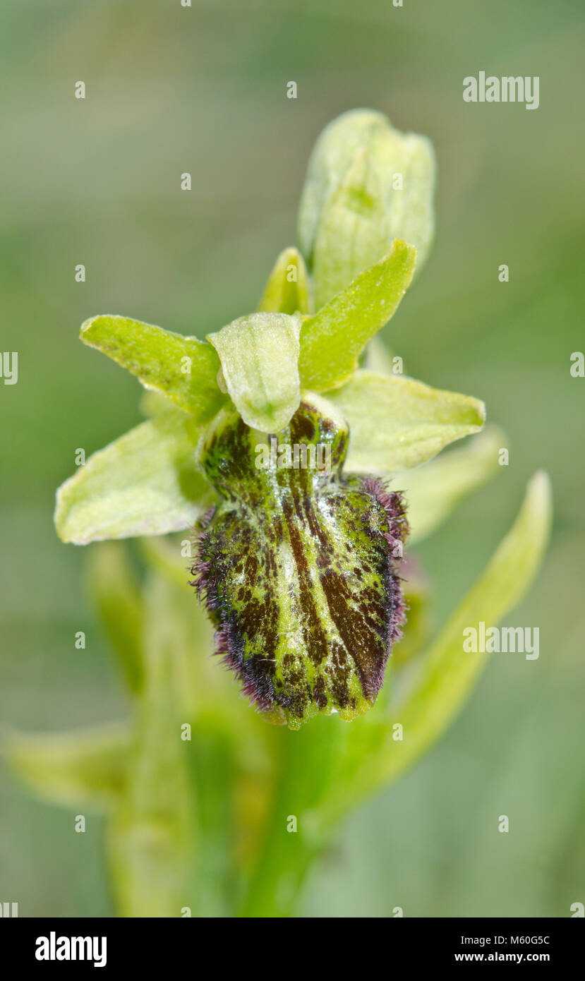 Mutated form hi-res stock photography and images - Alamy